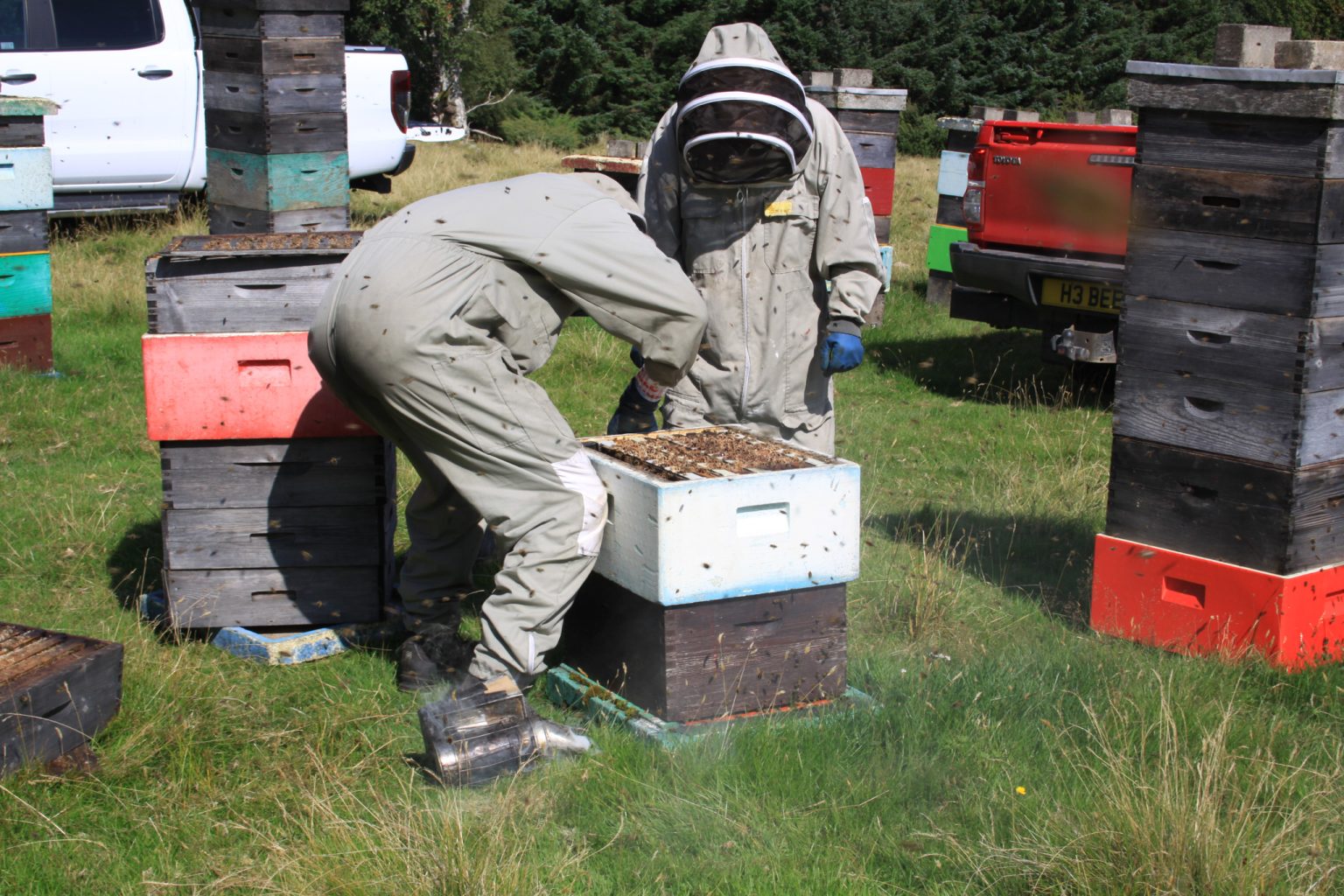 Scottish Honey - Blossom Honey - Farm Honey - Struan Apiaries